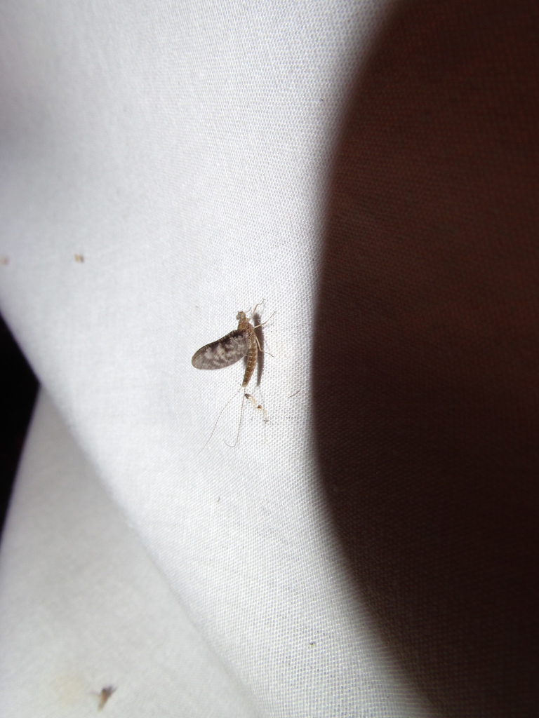 Mayflies from 3806 Co Rd 67, Freehold, NY 12431, USA on July 25, 2013 ...