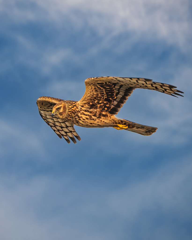 Northern Harrier from Orange County, CA, USA on January 21, 2022 at 08: ...