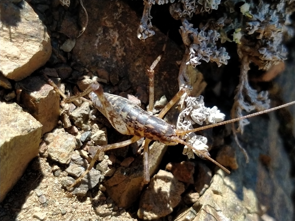 Pharmacus cochleatus rawhiti from Te Anau Downs, New Zealand on January ...