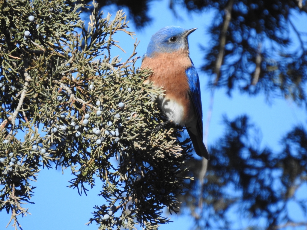 Eastern Bluebird from Hwy 179 @ Runge Nature Park, Jefferson City, MO ...