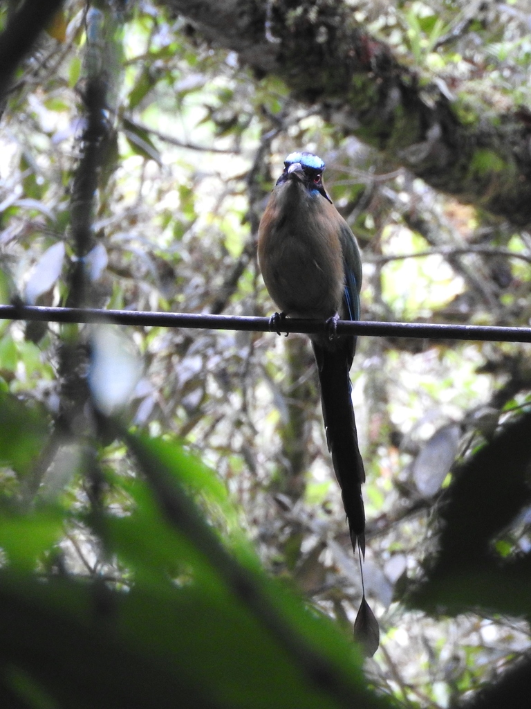 Andean Motmot from Urubamba Province, Peru on December 16, 2021 at 07: ...