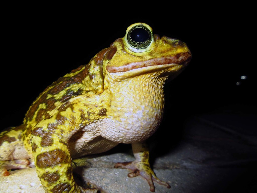 Caribbean Toads from Santiago de Cuba, Cuba on January 09, 2018 at 08: ...