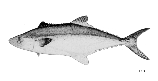 Papuan Seerfish (Scomberomorus multiradiatus) - Marine Life Identification