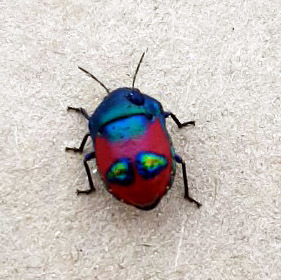 Red Jewel Bug from Gordon VIC 3345, Australia on January 29, 2022 by ...
