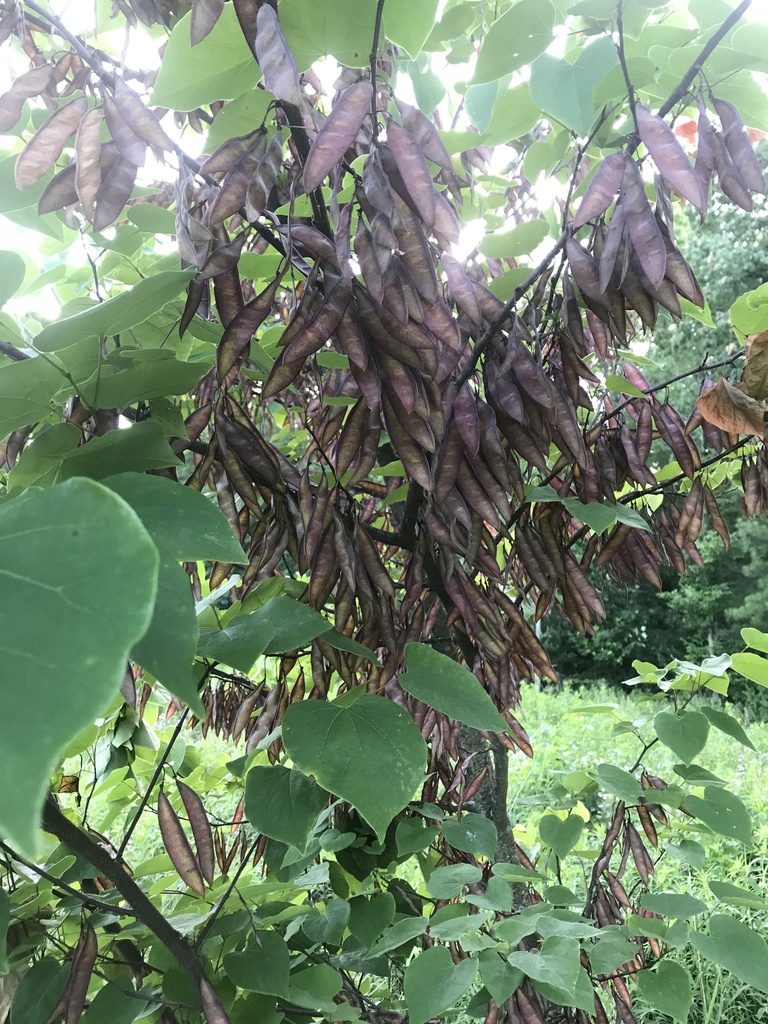eastern redbud from McConnellsburg, PA, US on June 25, 2021 at 07:23 PM ...