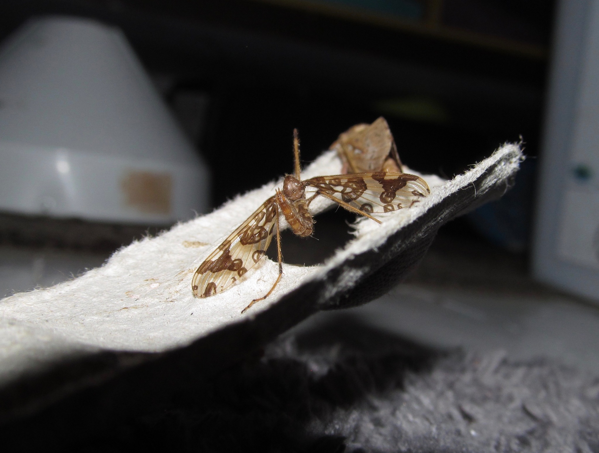 Tanyderus annuliferus (Hutton, 1900)