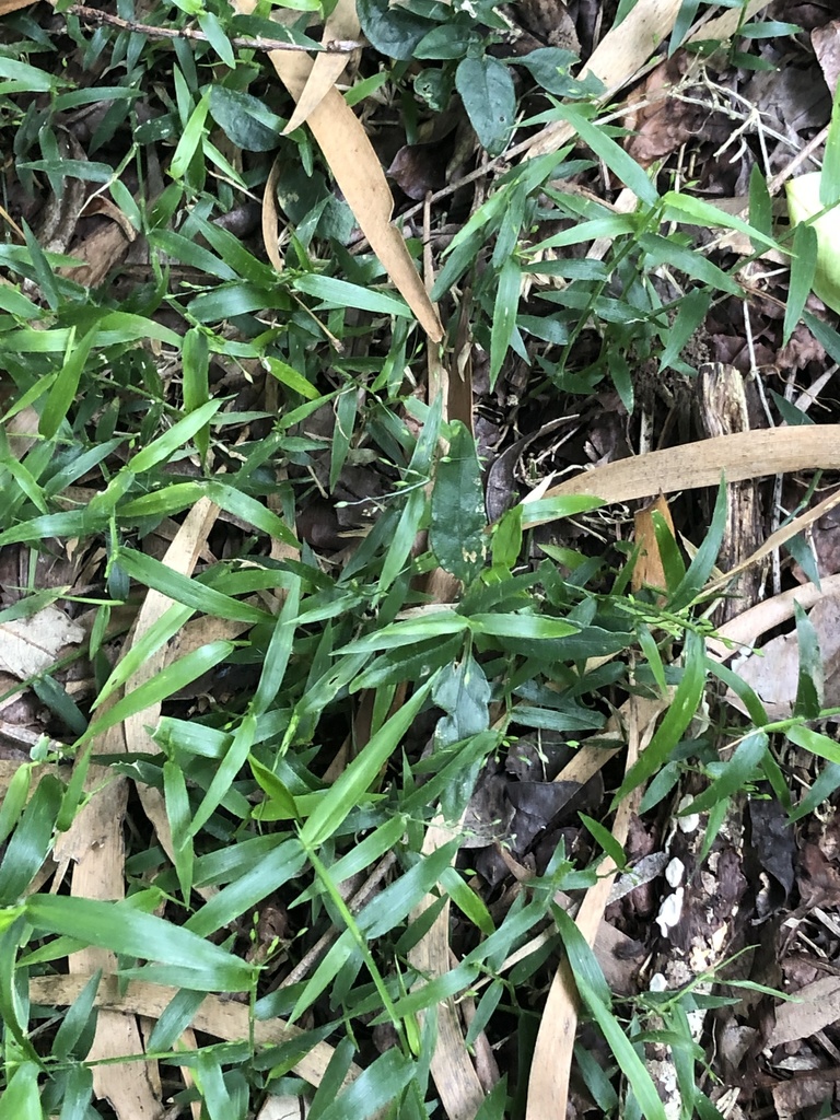 Stolonochloa pygmaea from Illawarra Escarpment State Conservation Area ...