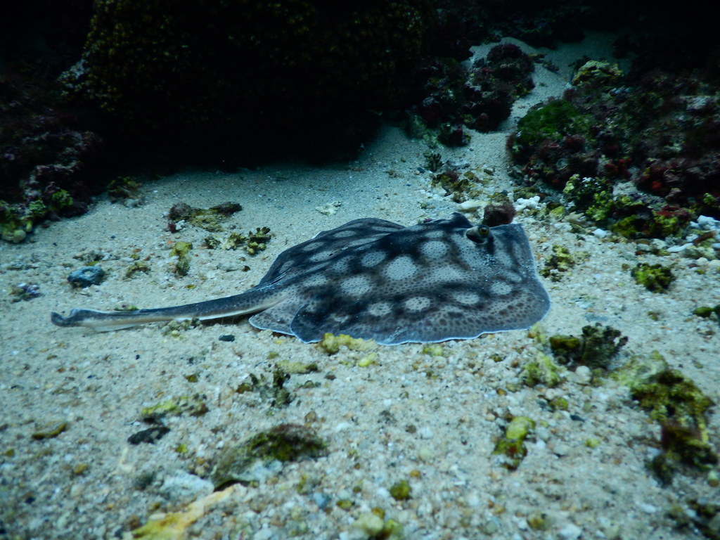 Bullseye Round Stingray from Oaxaca, MX on May 5, 2018 at 07:20 AM by ...