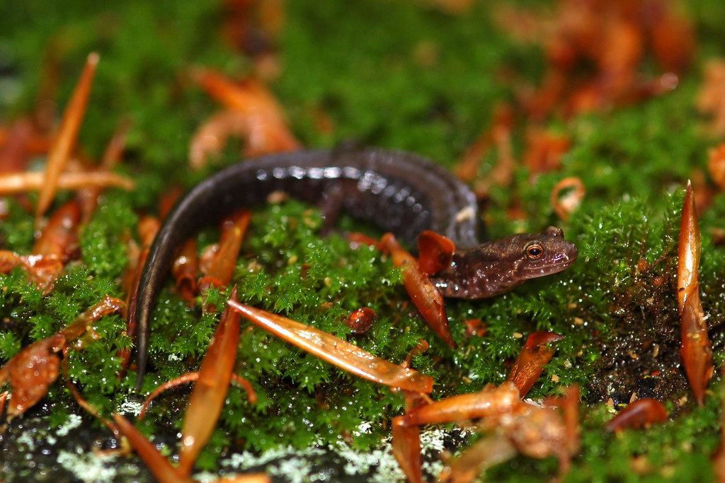 Blue Ridge Dusky Salamander in May 2009 by squamatologist. Adult Blue ...