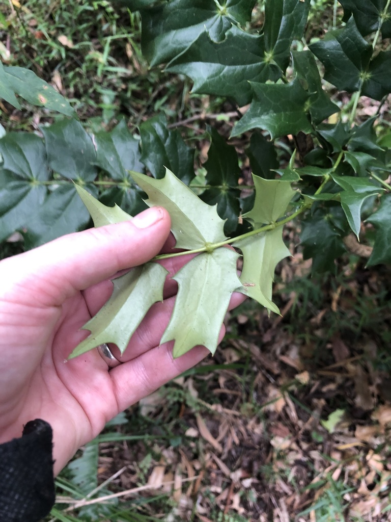 Barberries from Illawarra Escarpment State Conservation Area, Mount ...