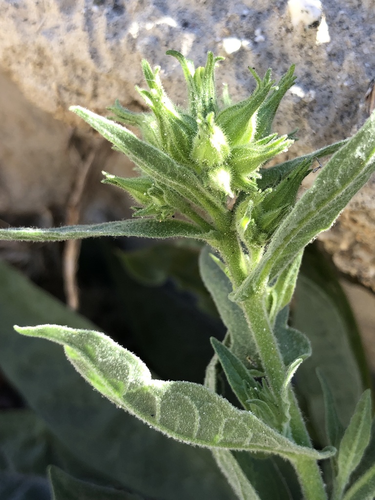 desert tobacco from Anza-Borrego Desert State Park, Borrego Springs, CA ...
