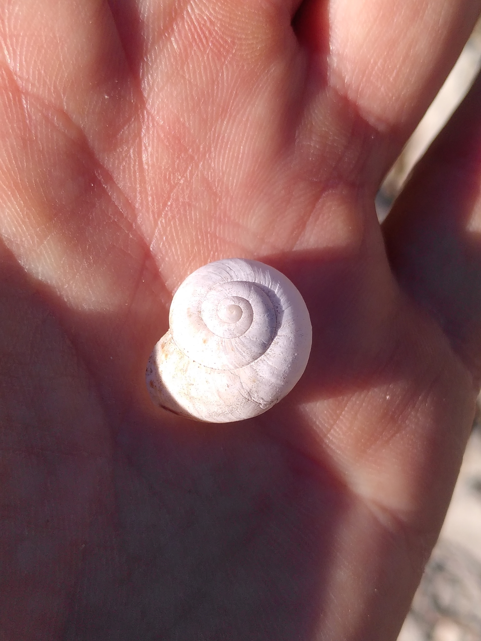 Pseudotachea splendida (Draparnaud, 1801)