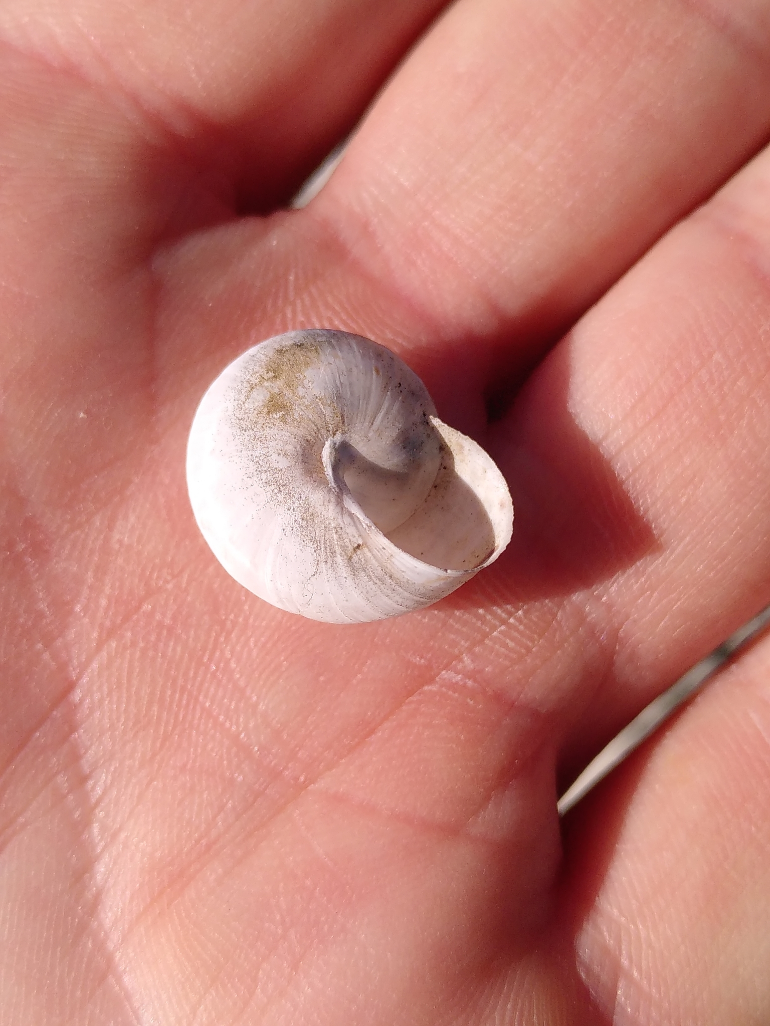 Pseudotachea splendida (Draparnaud, 1801)