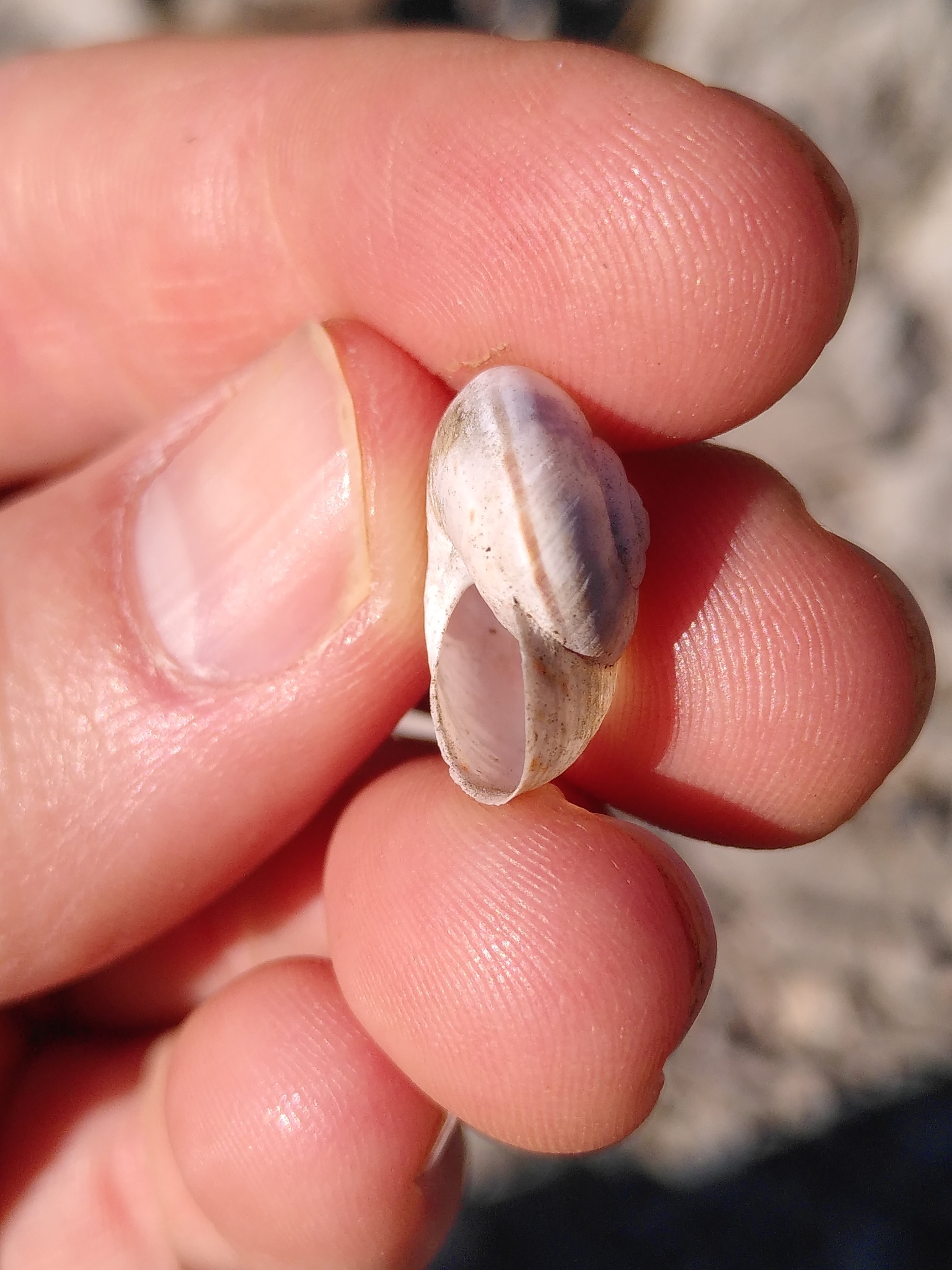 Pseudotachea splendida (Draparnaud, 1801)