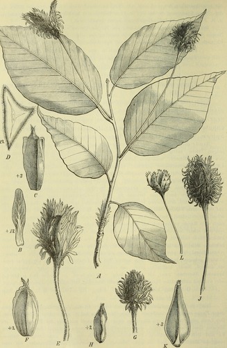Chinese Beech (Fagus engleriana) · iNaturalist