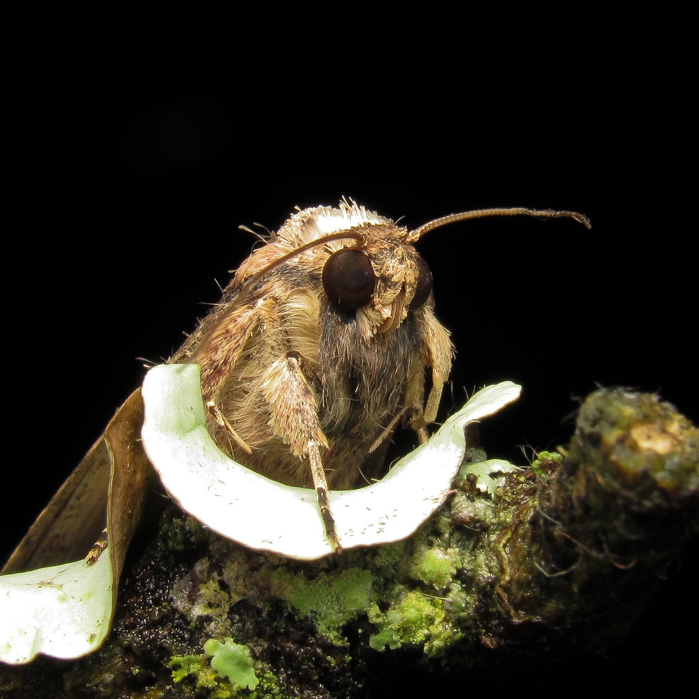 Spodoptera frugiperda J.E.Smith, 1797