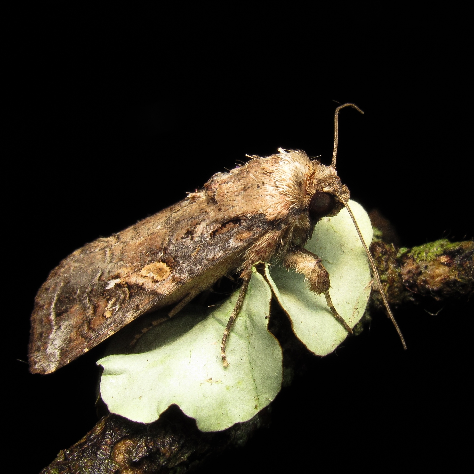 Spodoptera frugiperda J.E.Smith, 1797