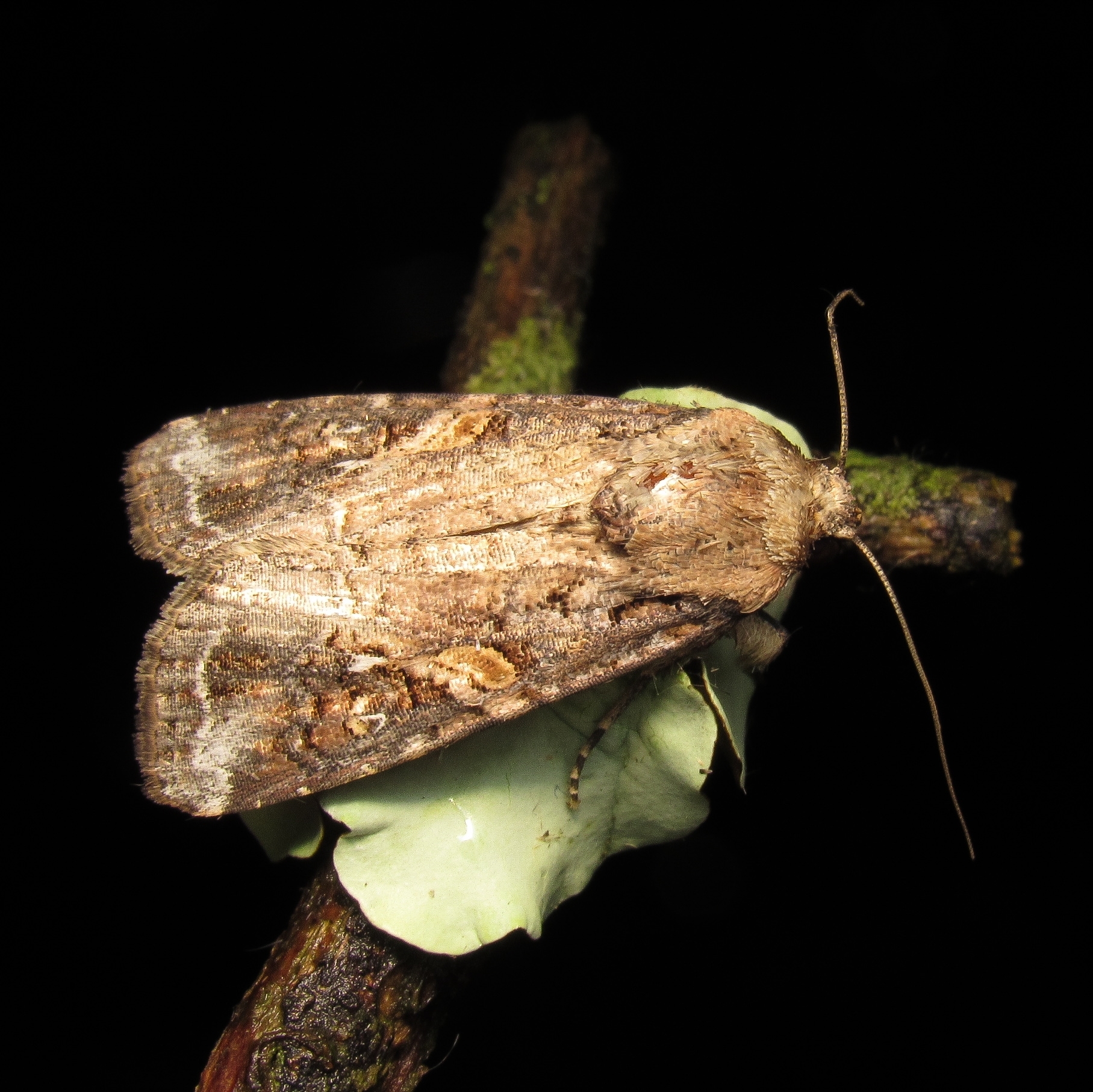 Spodoptera frugiperda J.E.Smith, 1797