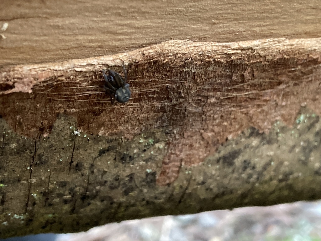 Callobius severus from Lincoln Park, Seattle, WA, US on January 29 ...