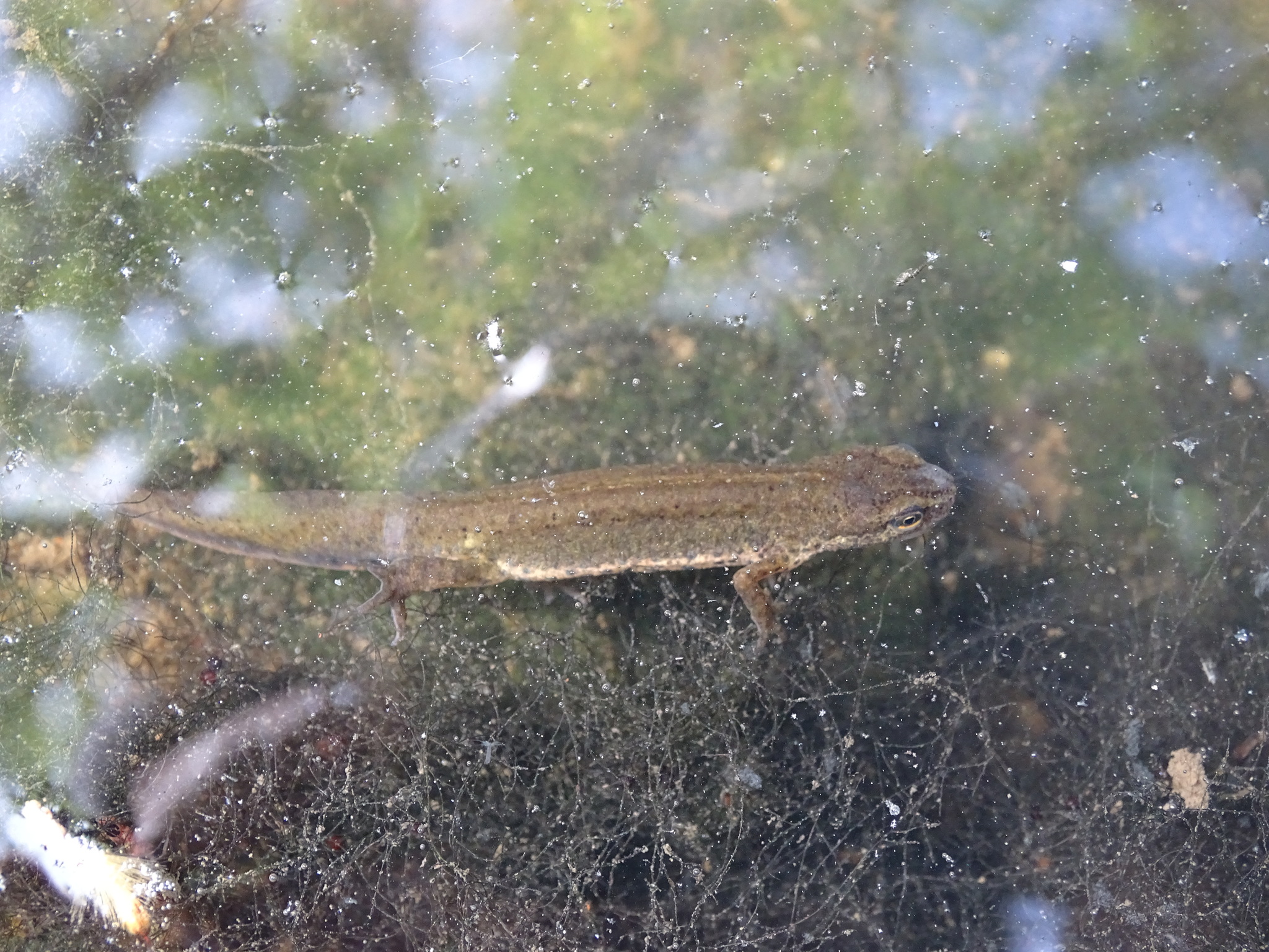 Lissotriton graecus (Wolterstorff, 1906)