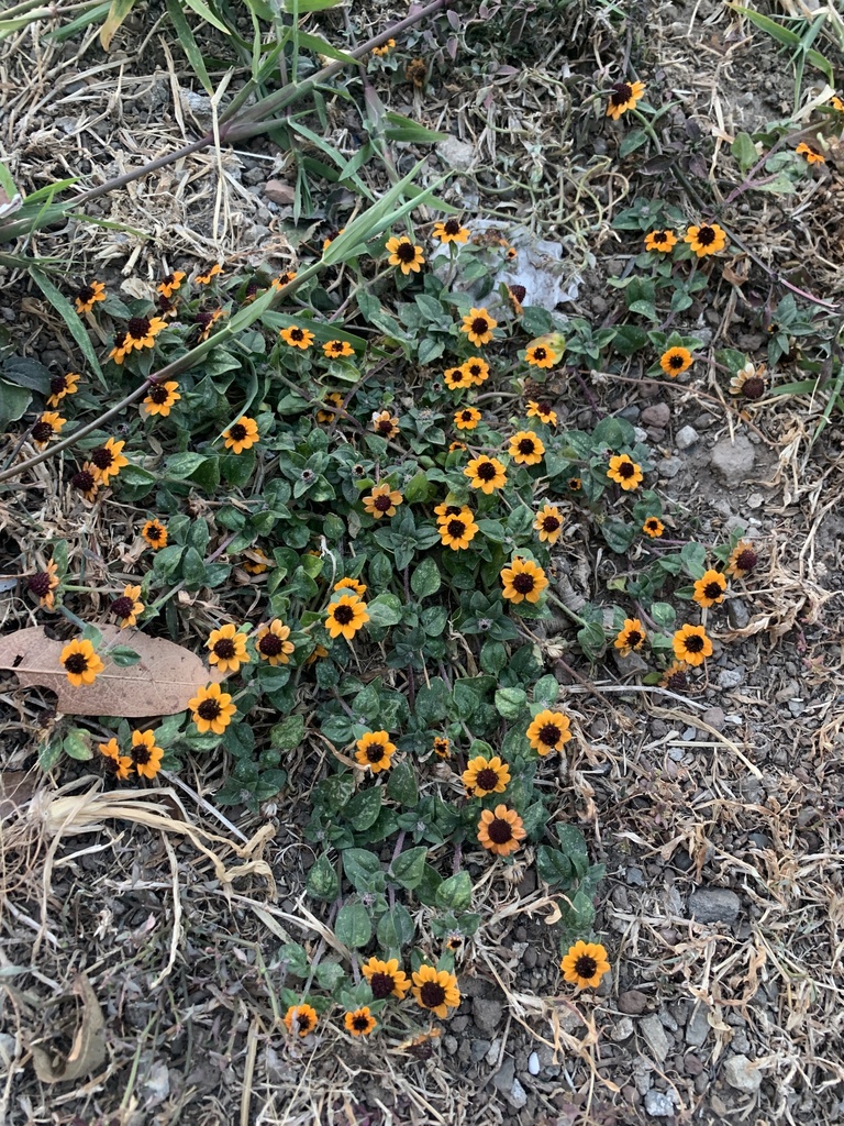 Mexican Creeping Zinnia from Guadalupe, Atlixco, PUE, MX on January 29 ...