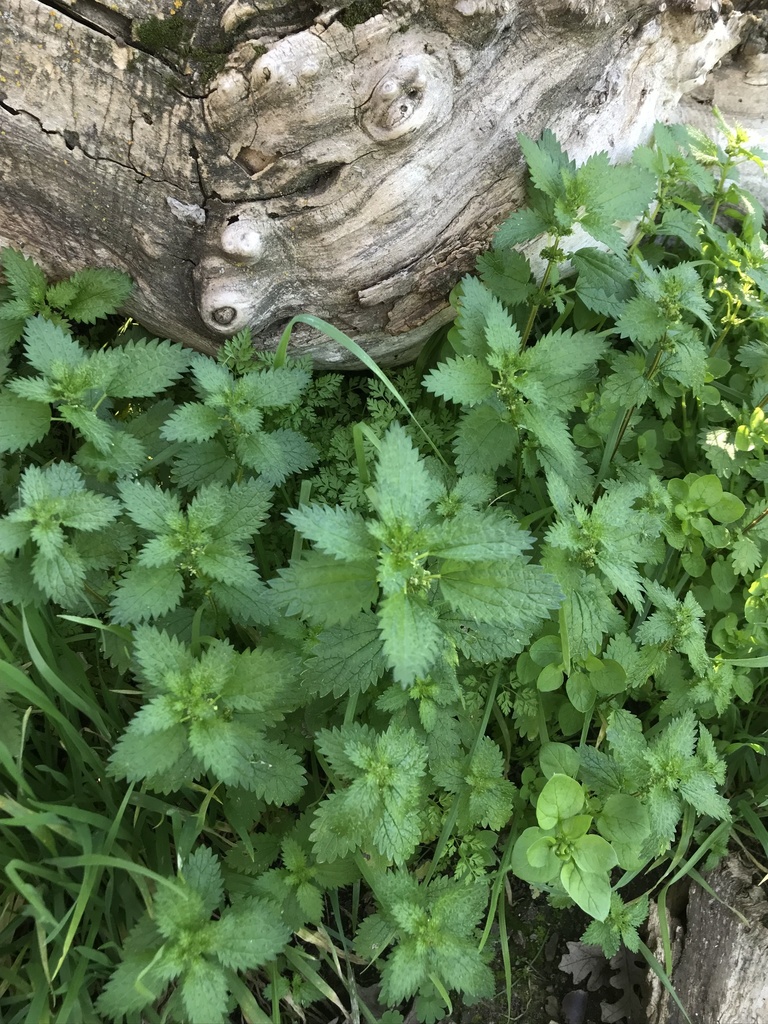 Dwarf Nettle from Sutter Buttes State Park, Live Oak, CA, US on January ...