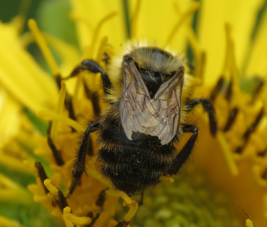 Red-belted Bumble Bee from Rockford, IL, USA on July 27, 2021 at 07:48 ...