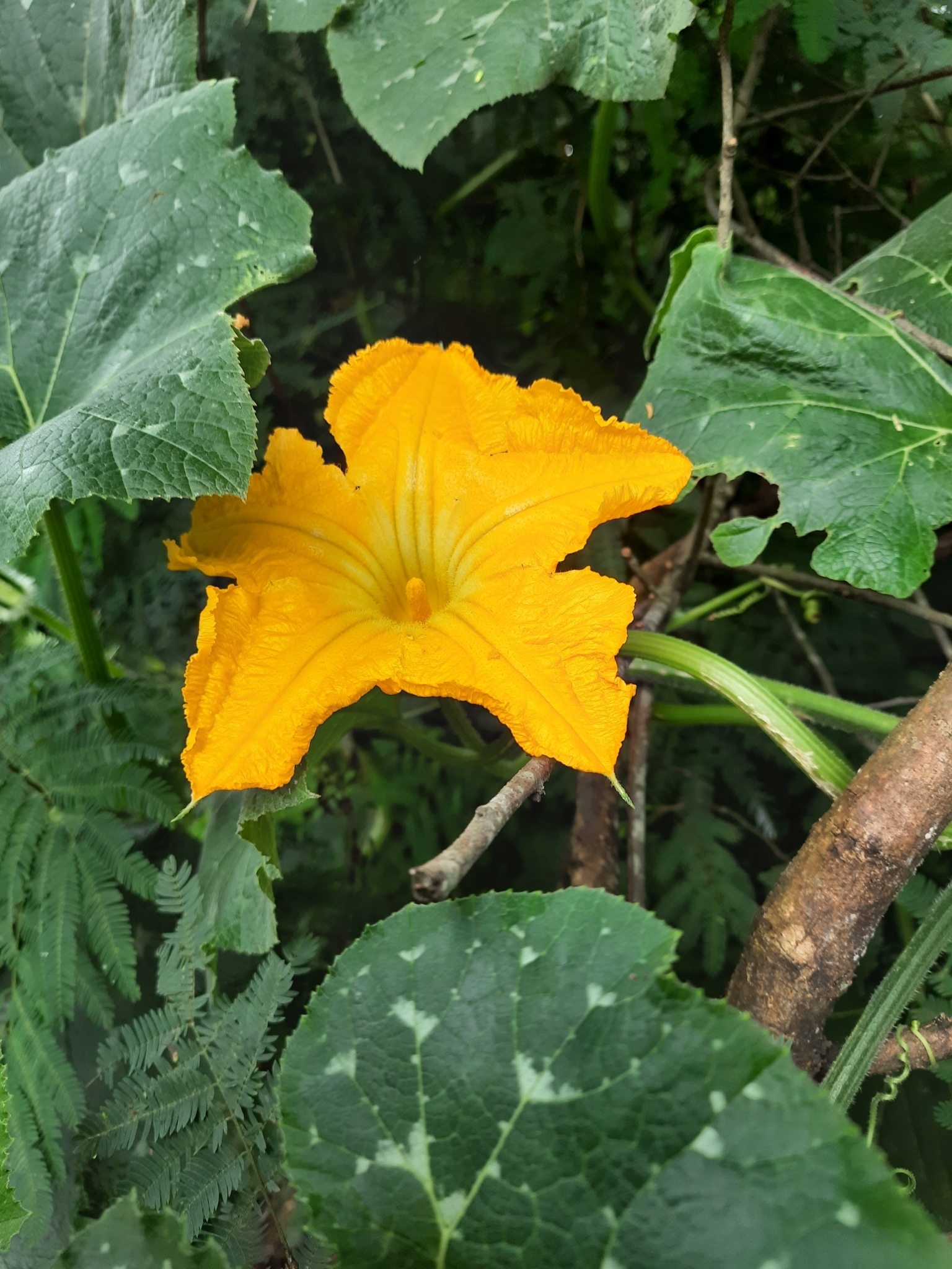 Cucurbita moschata (Duchesne) Duchesne ex Poir.