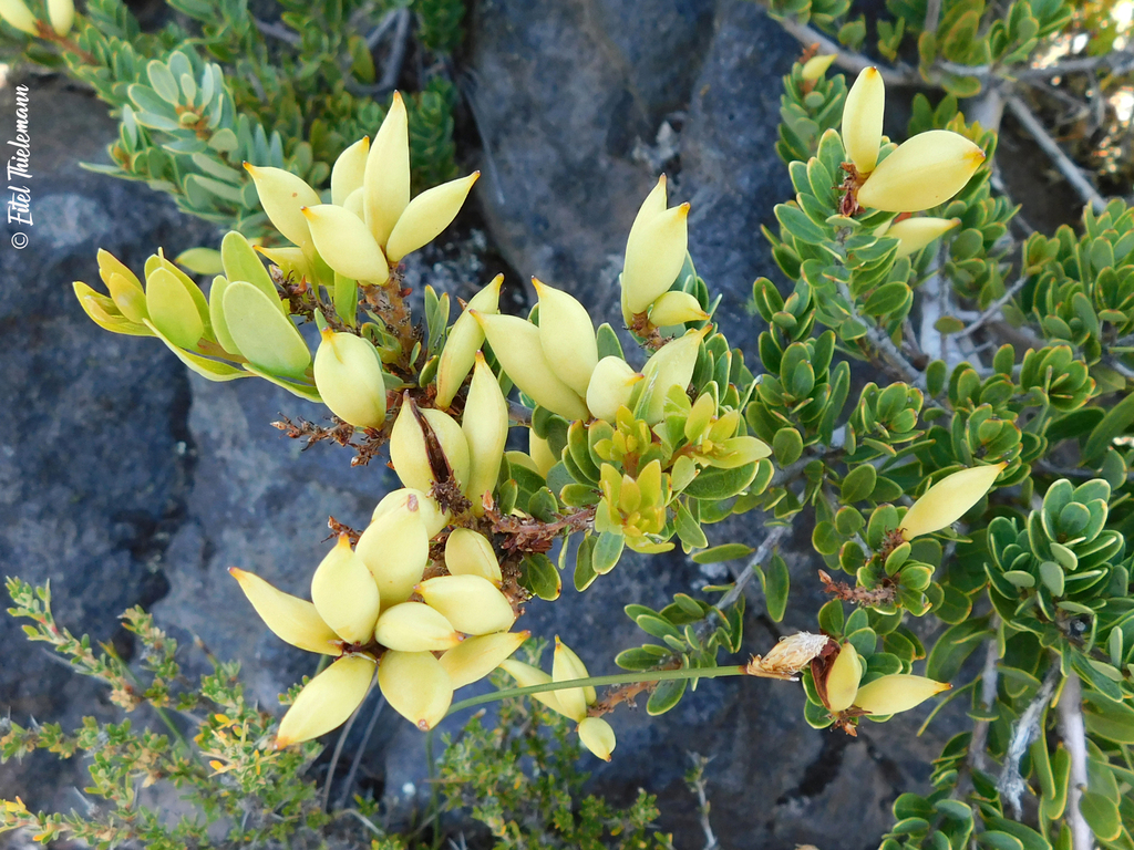 Orites myrtoideus in January 2022 by eitel · iNaturalist
