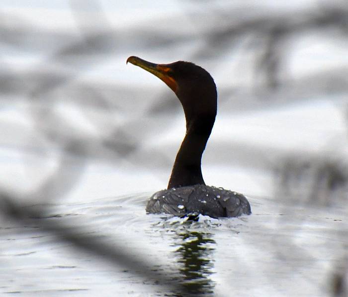Double-crested Cormorant from Mountbatten St, Burnaby, BC V5J, Canada ...