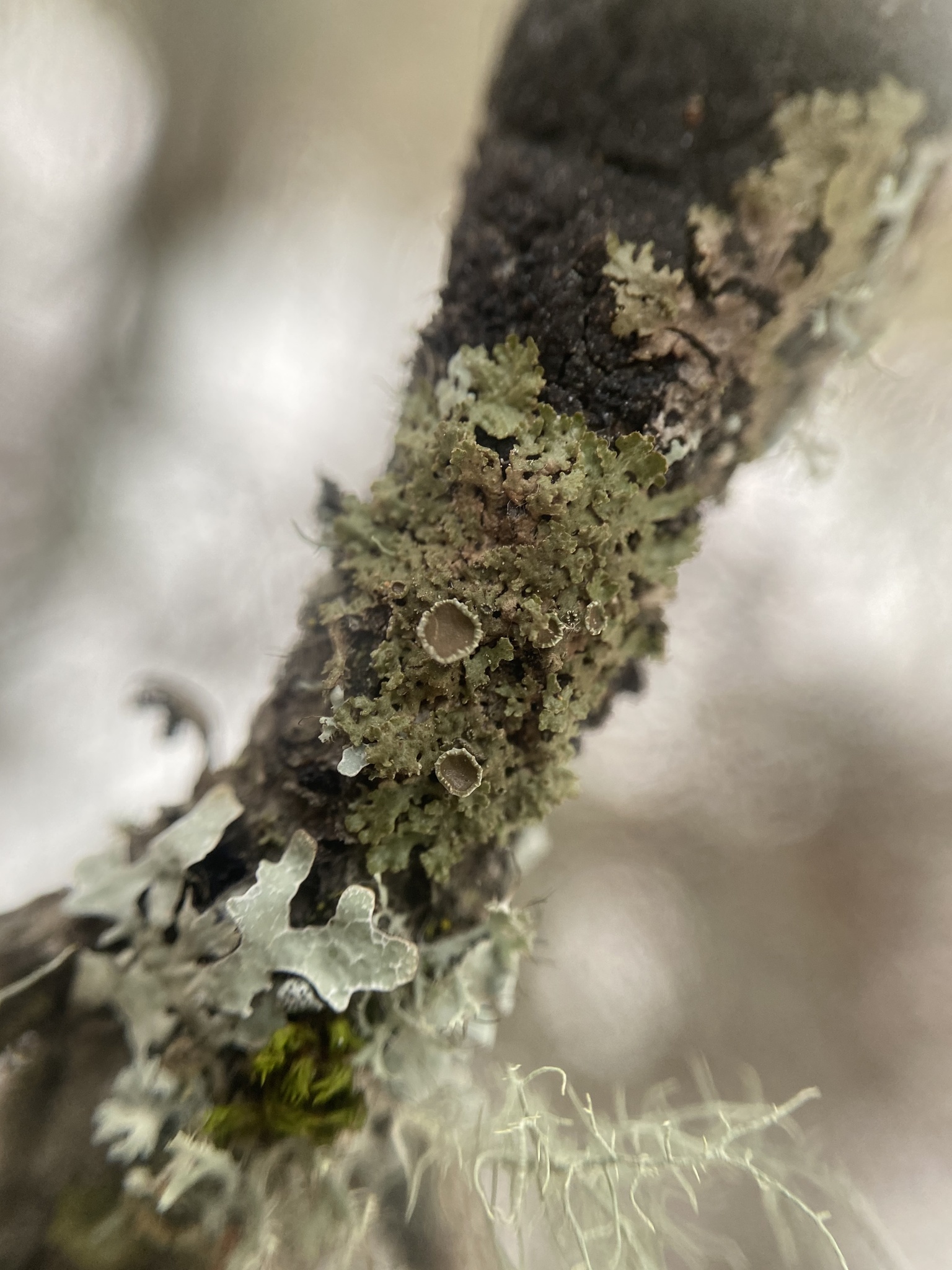 Melanohalea trabeculata (Ahti) O.Blanco, A.Crespo, Divakar, Essl., D ...