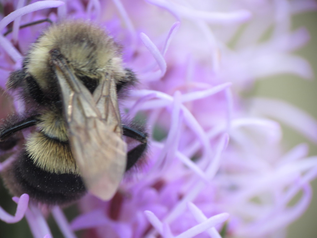 Rusty-patched Bumble Bee in July 2021 by wmct276 · iNaturalist