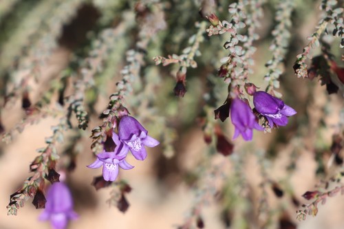 Eremophila oblonga · iNaturalist United Kingdom