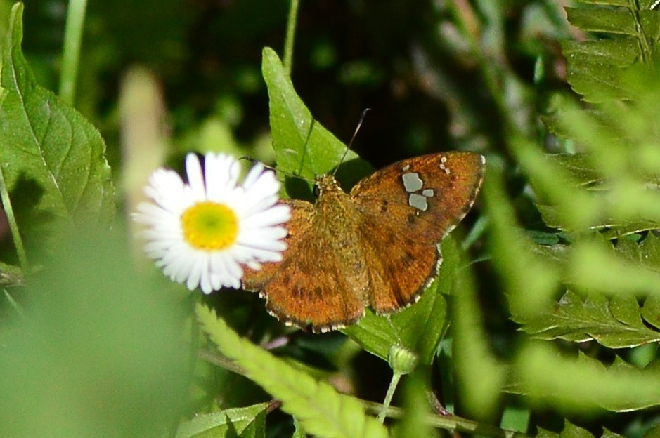 Spread-wing Skippers from Naren Ji's Homestay on April 21, 2018 at 11: ...