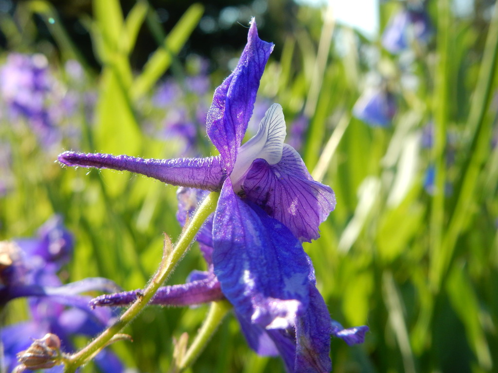 Low Larkspur from parkland meadow to the south of Baldy, Bridger Range ...