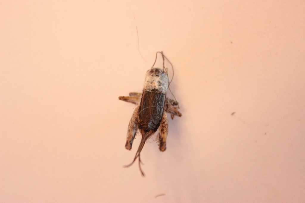 Crickets from Franklin County, MO, USA by TC Riley · iNaturalist