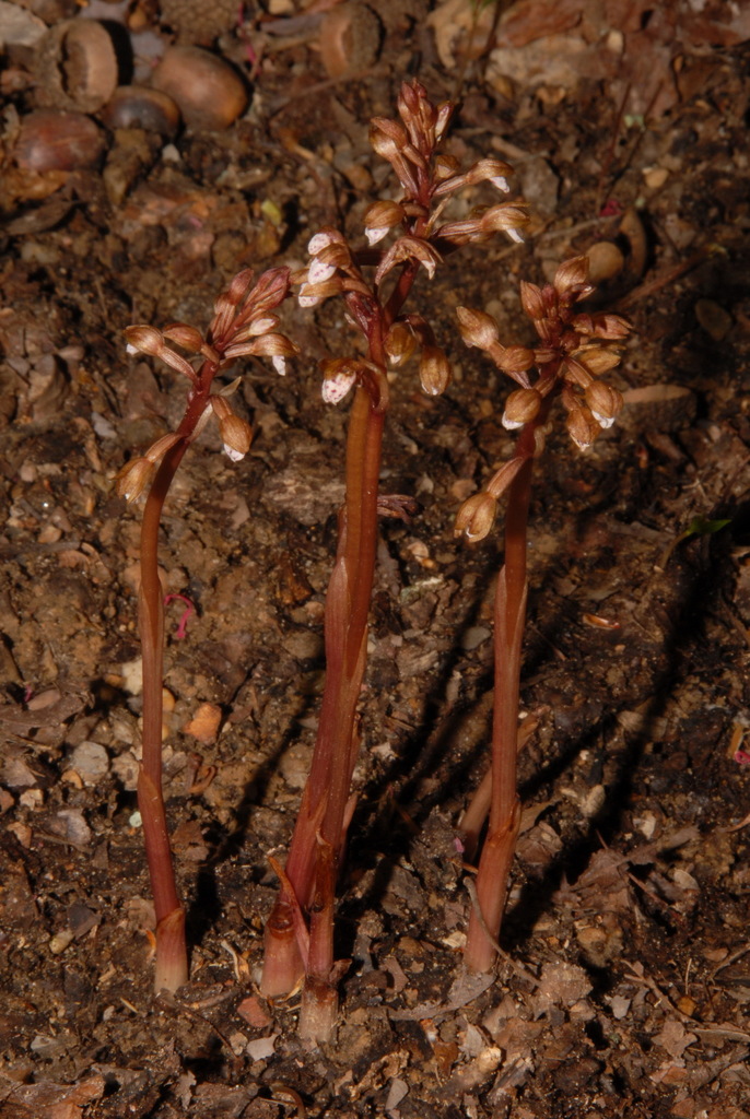 Spring Coralroot in April 2010 by Brian Finzel · iNaturalist