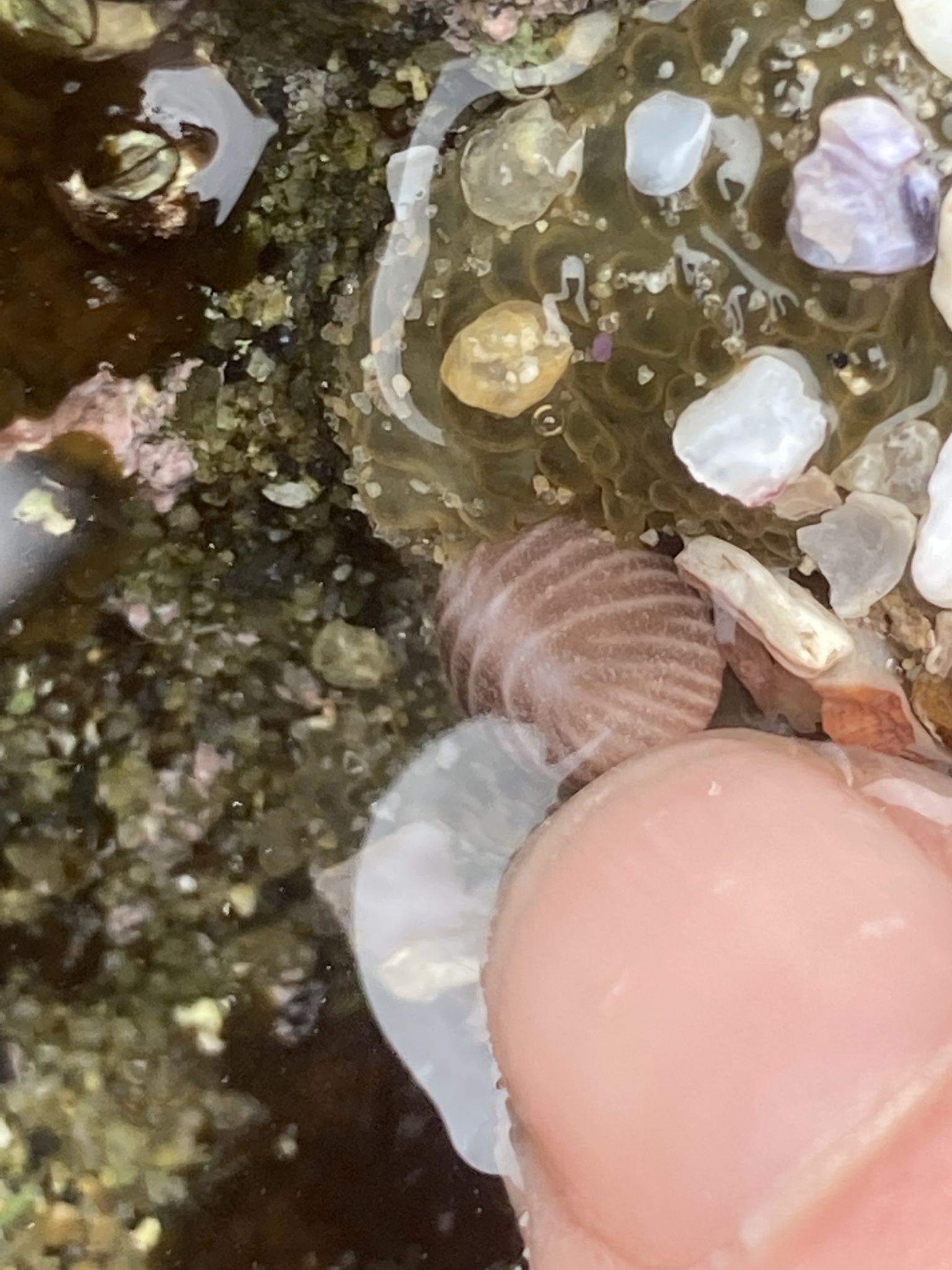 Pseudopusula californiana (Gray, 1827)