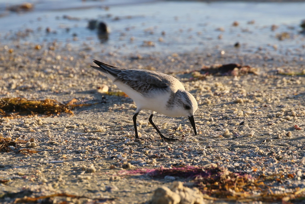Sanderling from 18201 John Morris Rd, Fort Myers, FL 33908, USA on ...