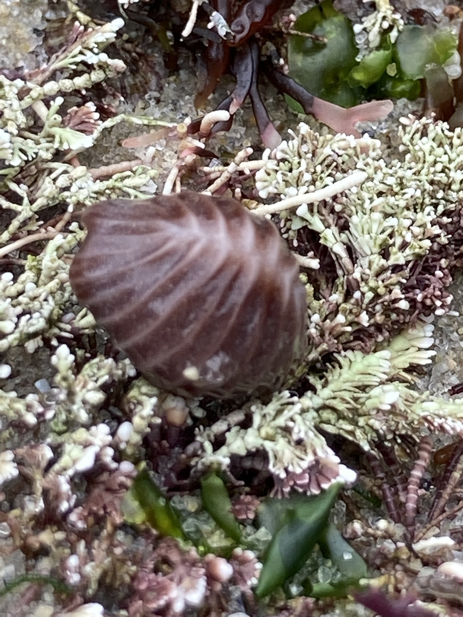 Pseudopusula californiana (Gray, 1827)