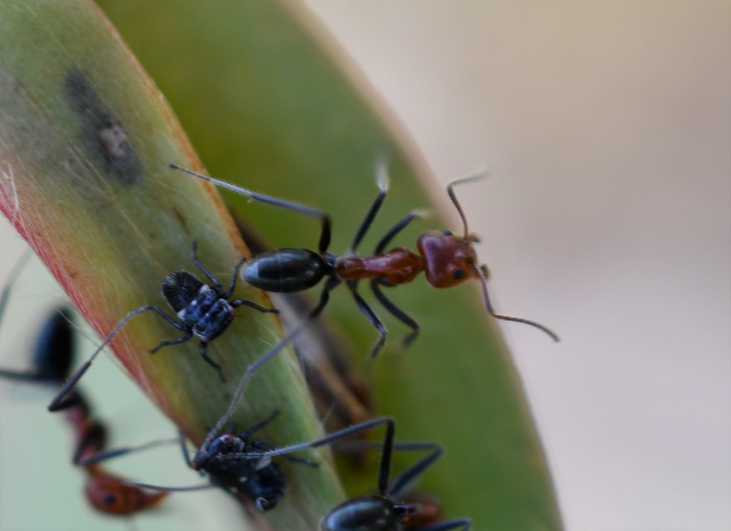 Rainbow Ants from Beerwah QLD 4519, Australia on January 30, 2022 at 08 ...