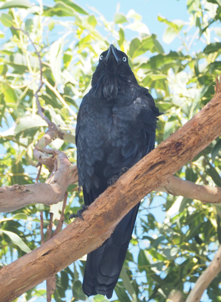 Australian Raven from Currarong NSW 2540, Australia on January 23, 2022 ...