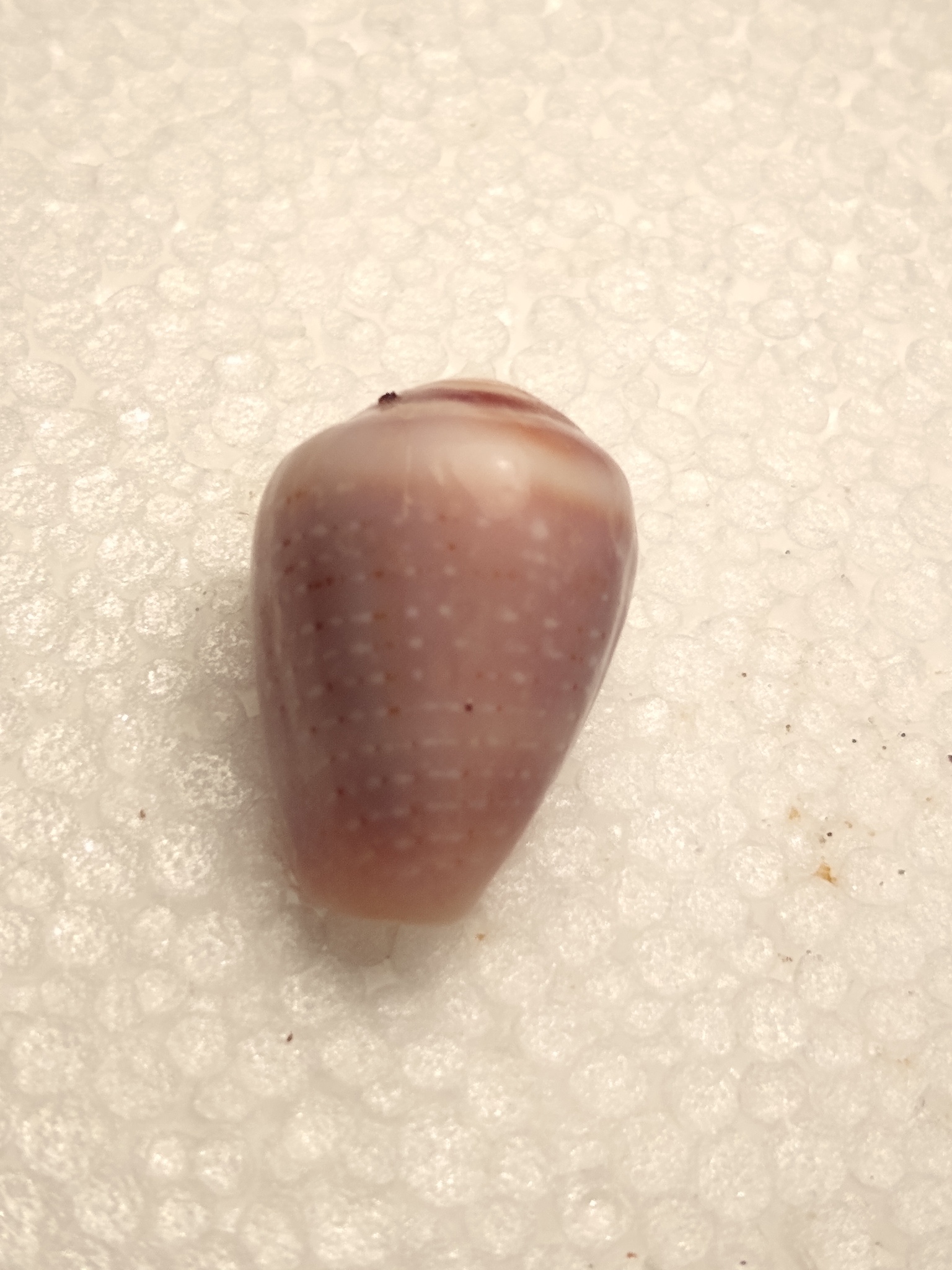 Conus coronatus Gmelin, 1791