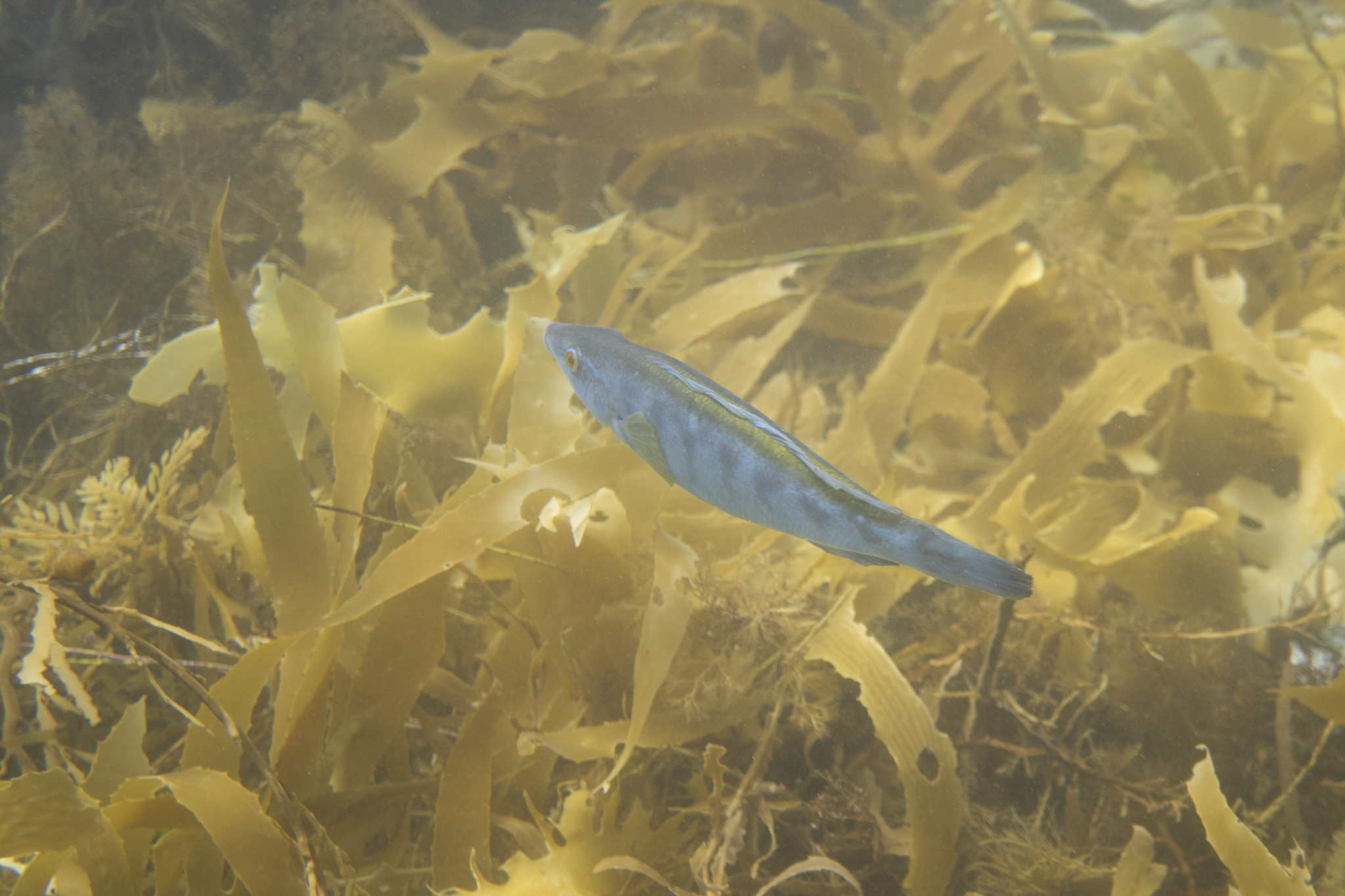 Haletta semifasciata (Valenciennes, 1840)