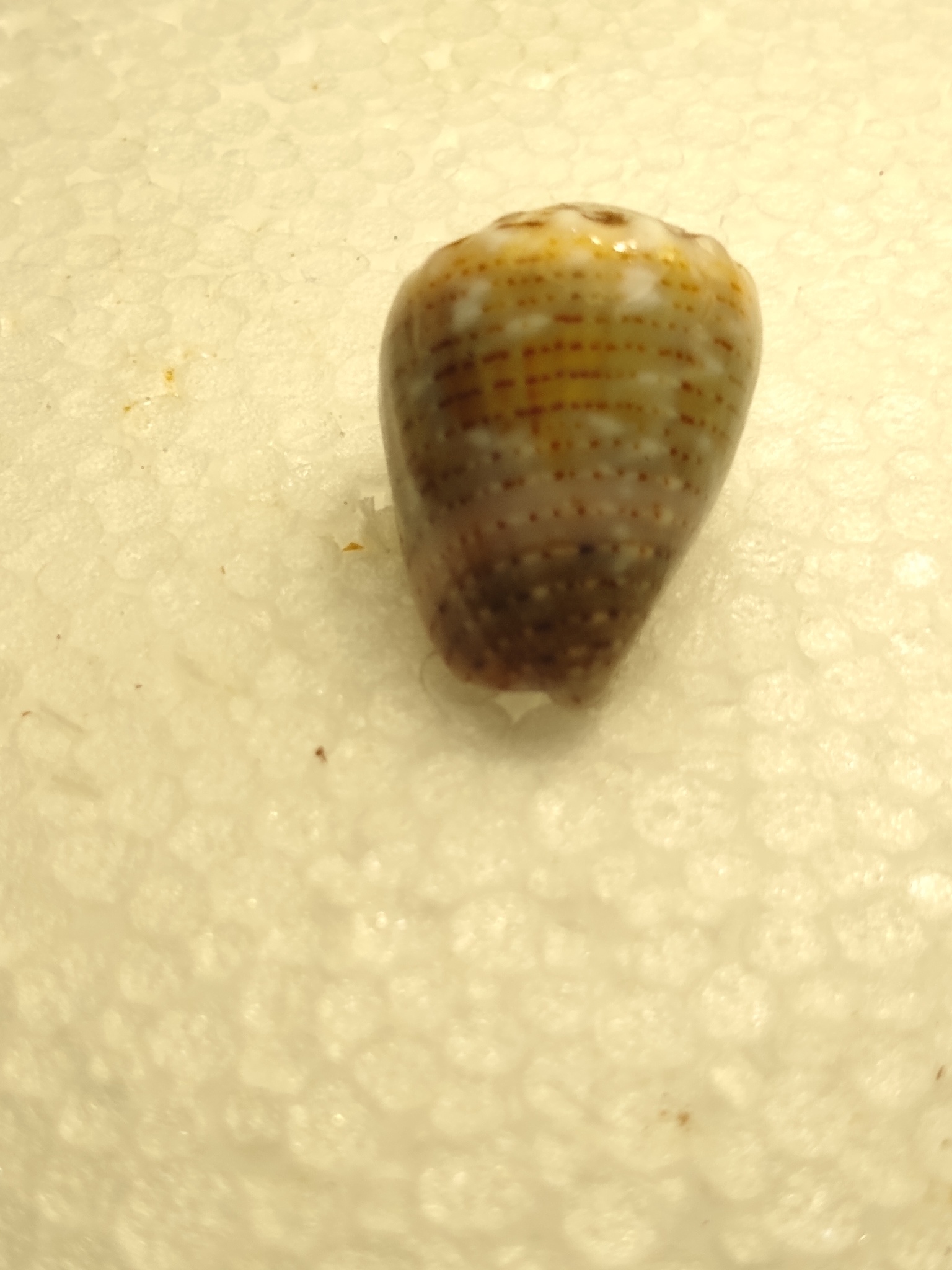 Conus coronatus Gmelin, 1791