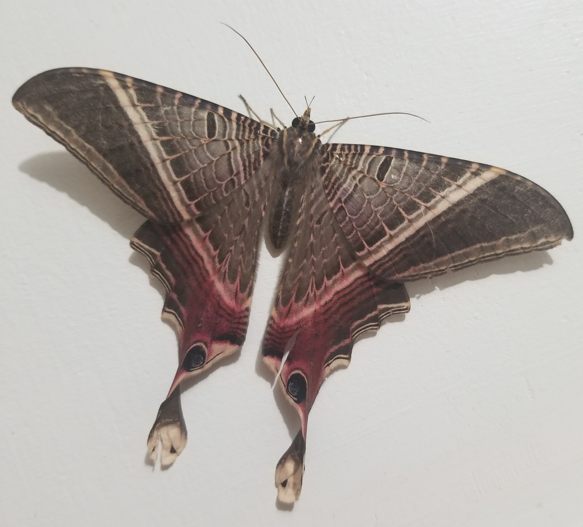 Nothus lunus Linnaeus, 1758