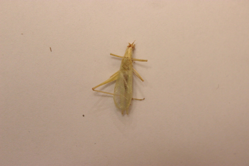 Common Tree Crickets from Franklin County, MO, USA on August 20, 2021 ...