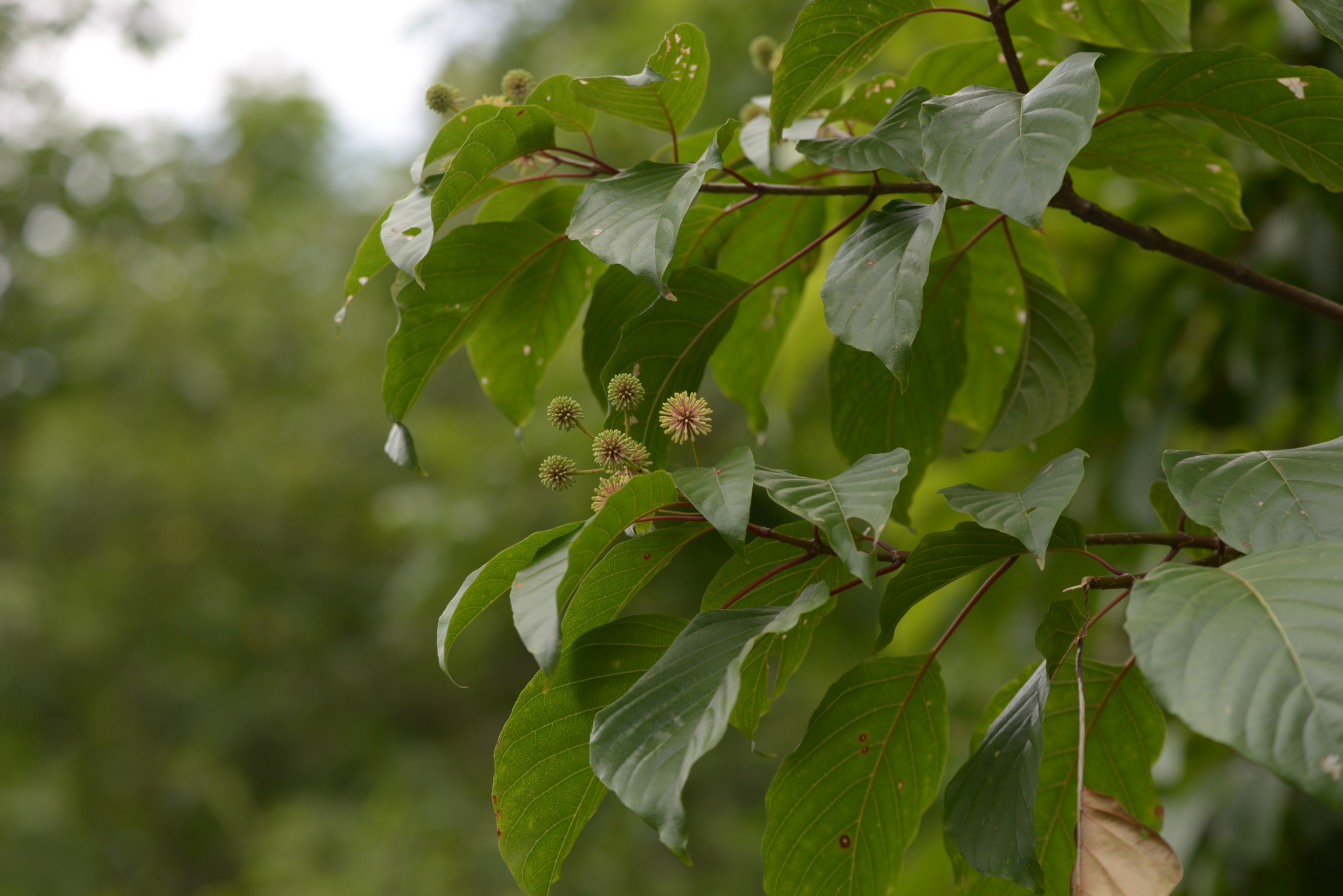 Camptotheca acuminata Decne.