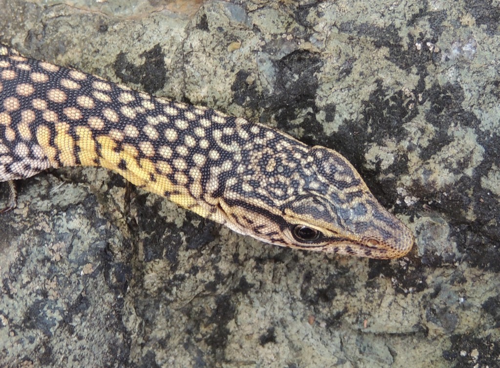 Freckled Monitor from Strathdickie QLD 4800, Australia on January 30 ...