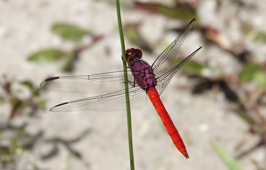 Red-tailed Skimmer from Iwokrama River Lodge - Kurupukari Crossing ...